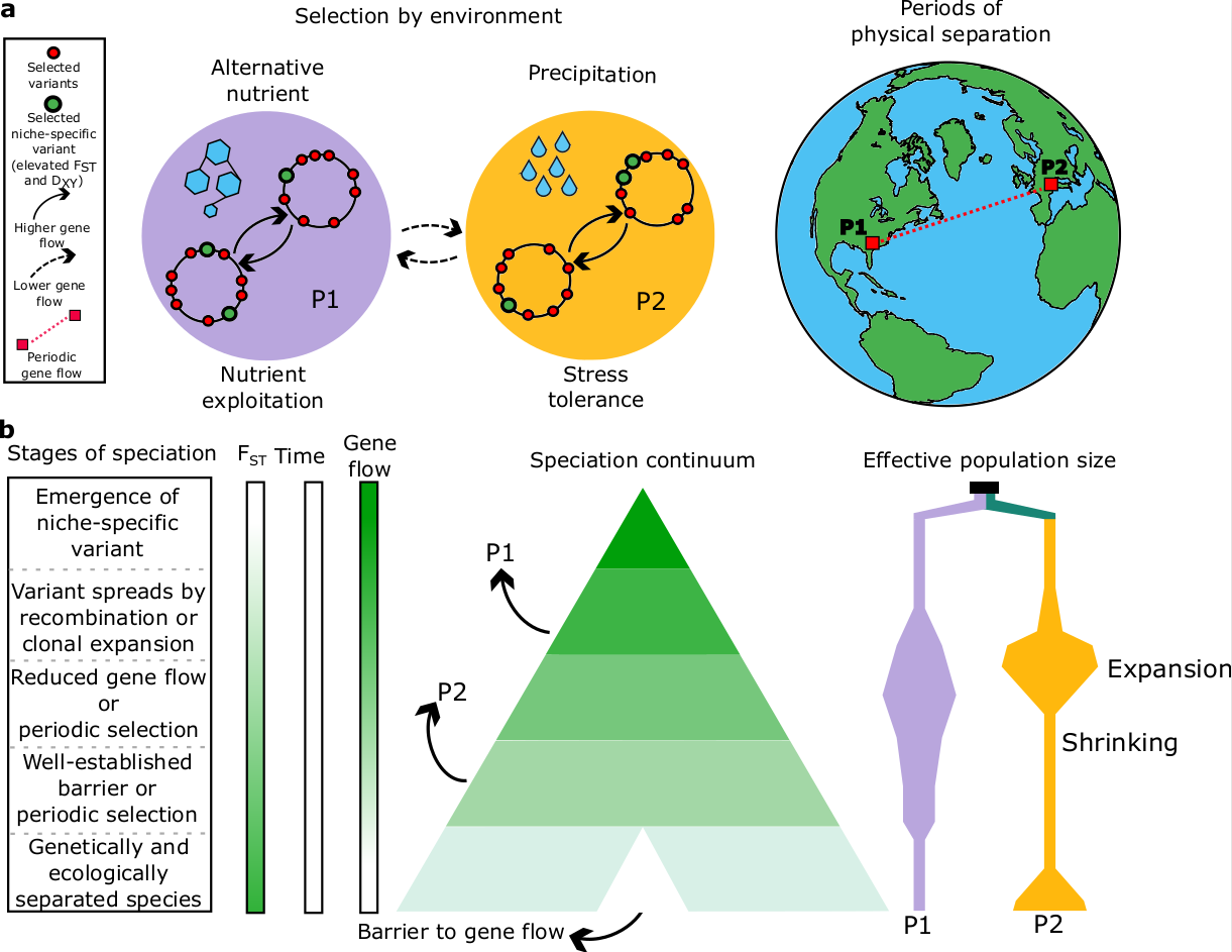 The speciation continuum below your feet | Research Communities by Springer Nature